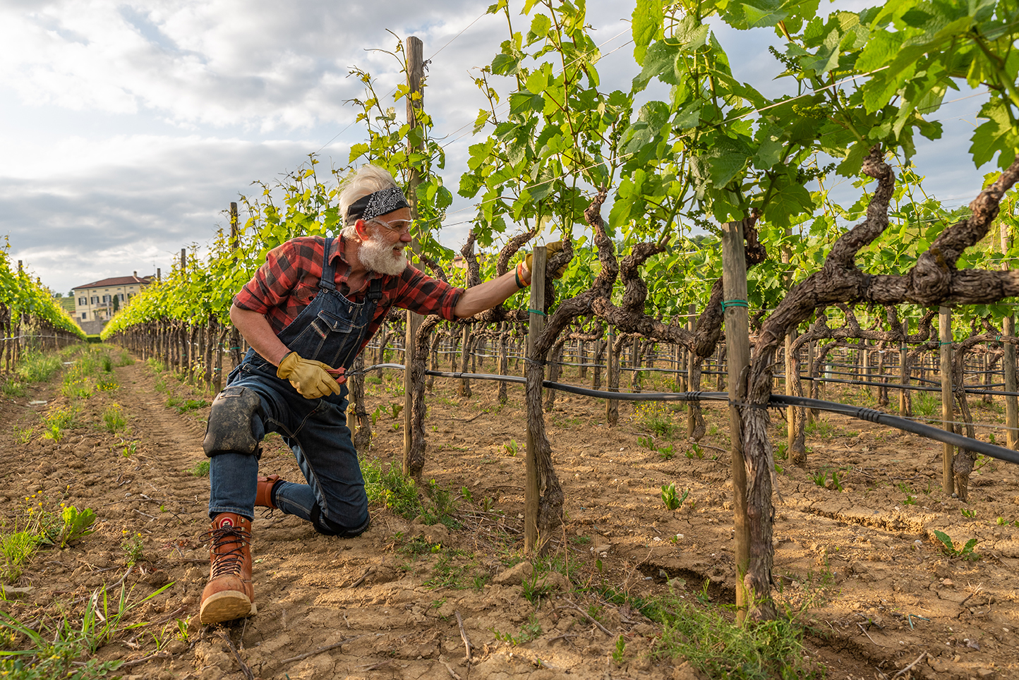 MARCO SIMONIT, EL MÉTODO DE PODA Y EL BIENESTAR DE LA VID - Fundación ...