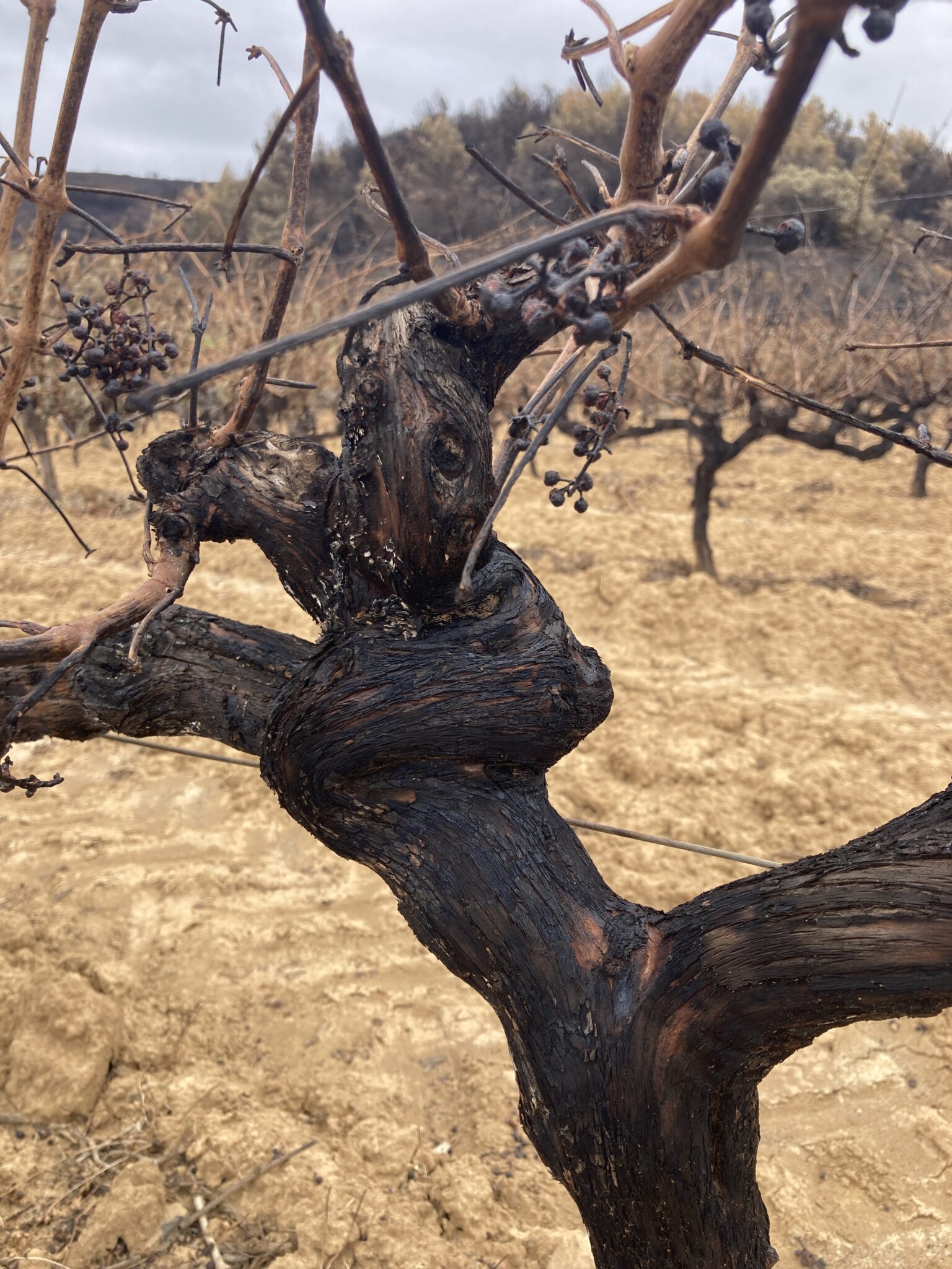 CÓMO MITIGAR LOS EFECTOS DE CONTAMINACIÓN POR HUMO EN LA PRODUCCIÓN DE ...